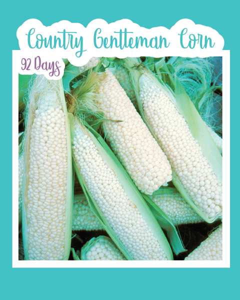countrygentlemancorn2_grande.png?v=1611665081