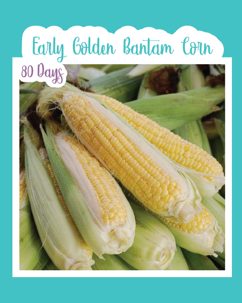 earlygoldenbantamcorn_grande.png?v=1585239521