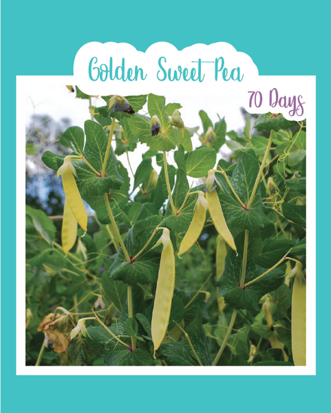 goldensweetpea_grande.png?v=1671039295
