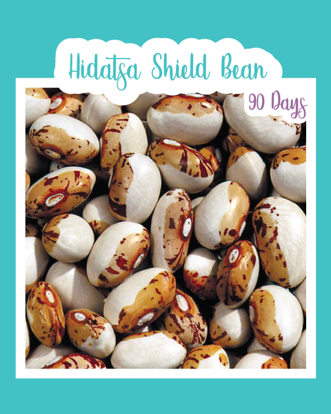hidatsa_shield_bean_grande.png?v=1554497610